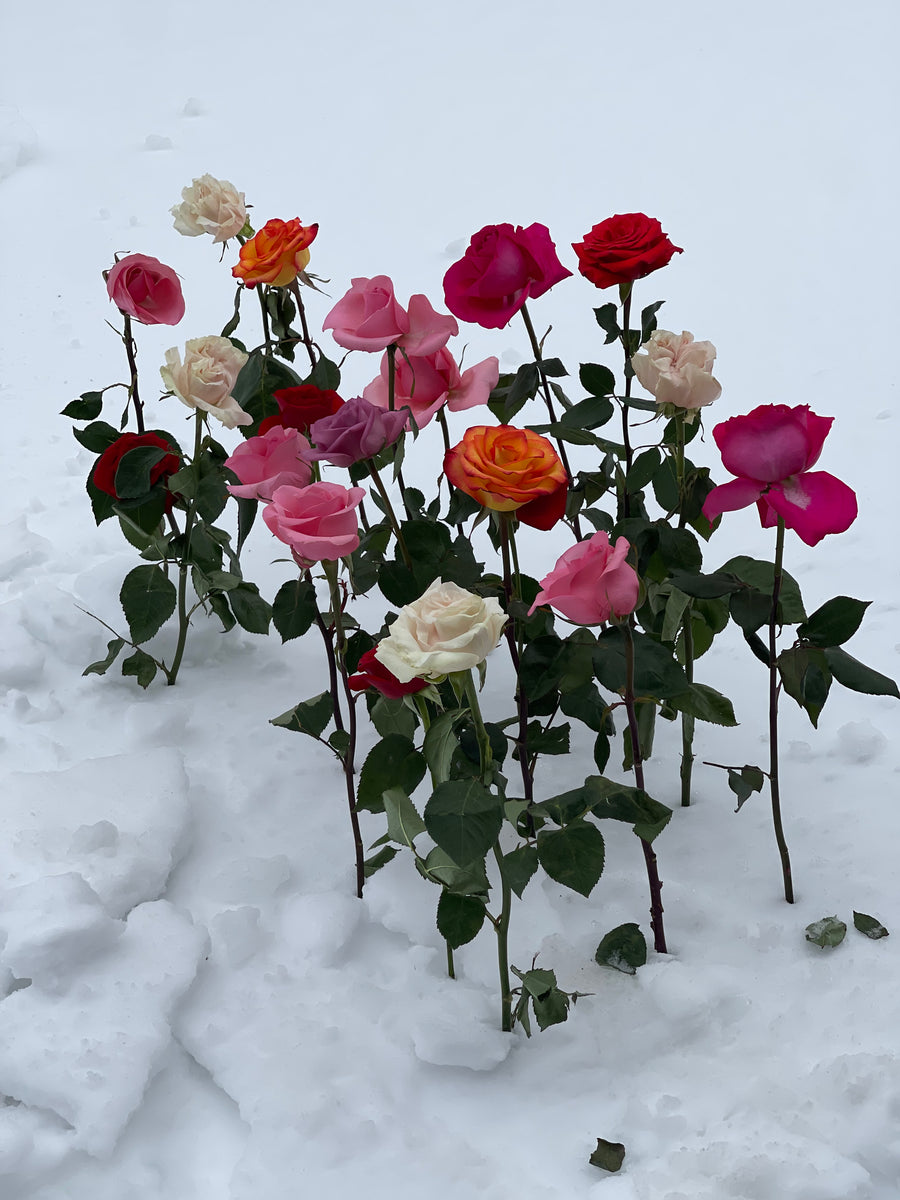 Preserved Long Stem Rose – This & That Blooms